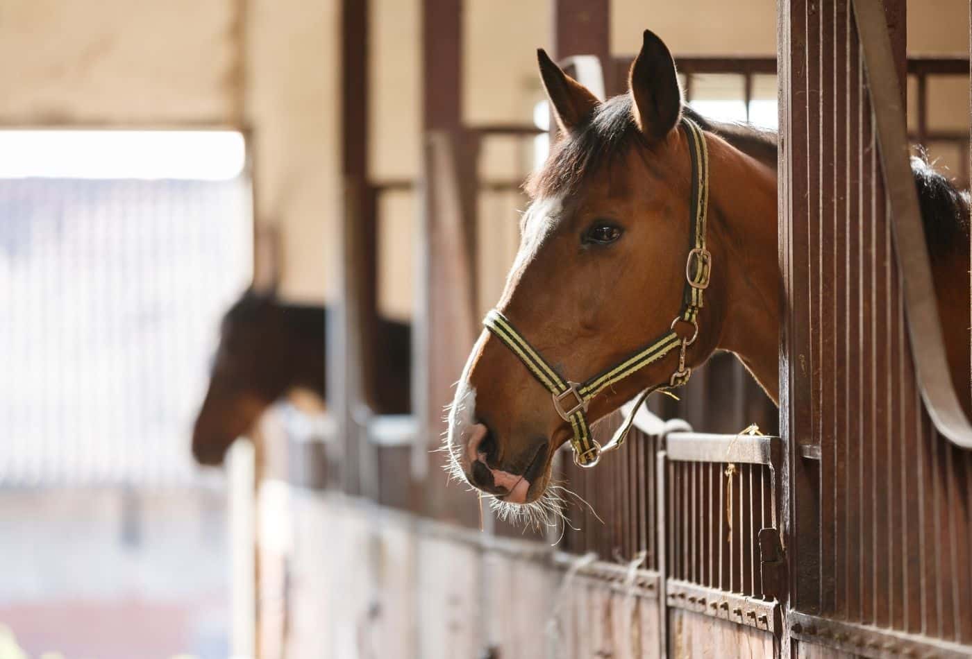 See & Shop Horse Stall Front Types: American vs European Stall Styles
